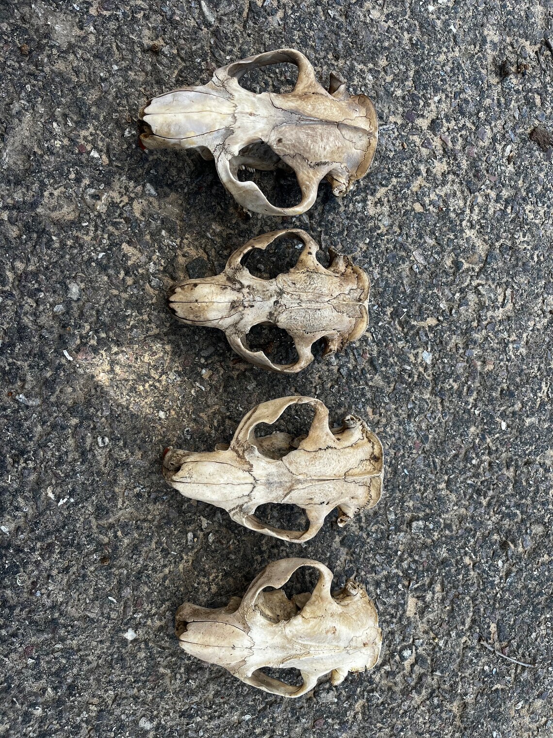 Nature Cleaned Beavers. Multiple Variations Available - Etsy