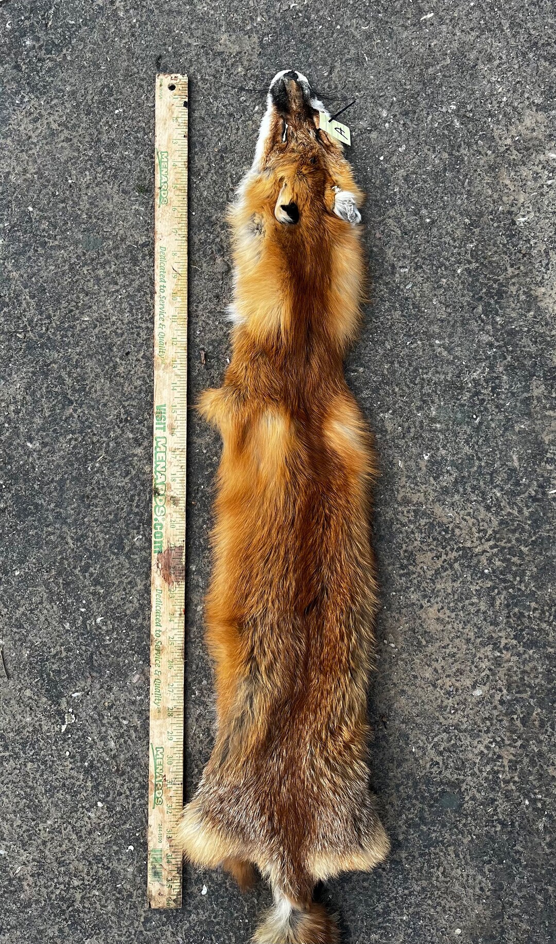 Red Fox Pelts. Multiple Variations Available - Etsy