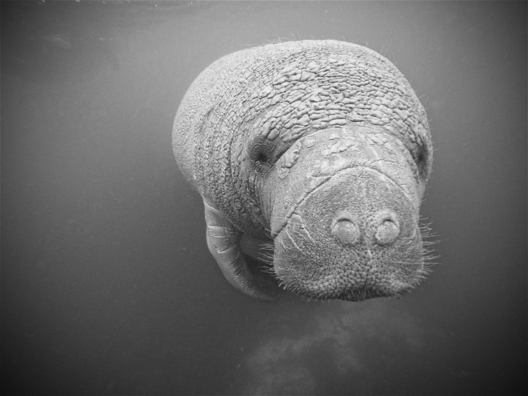 Manatee Photo - Sweet Face - Etsy