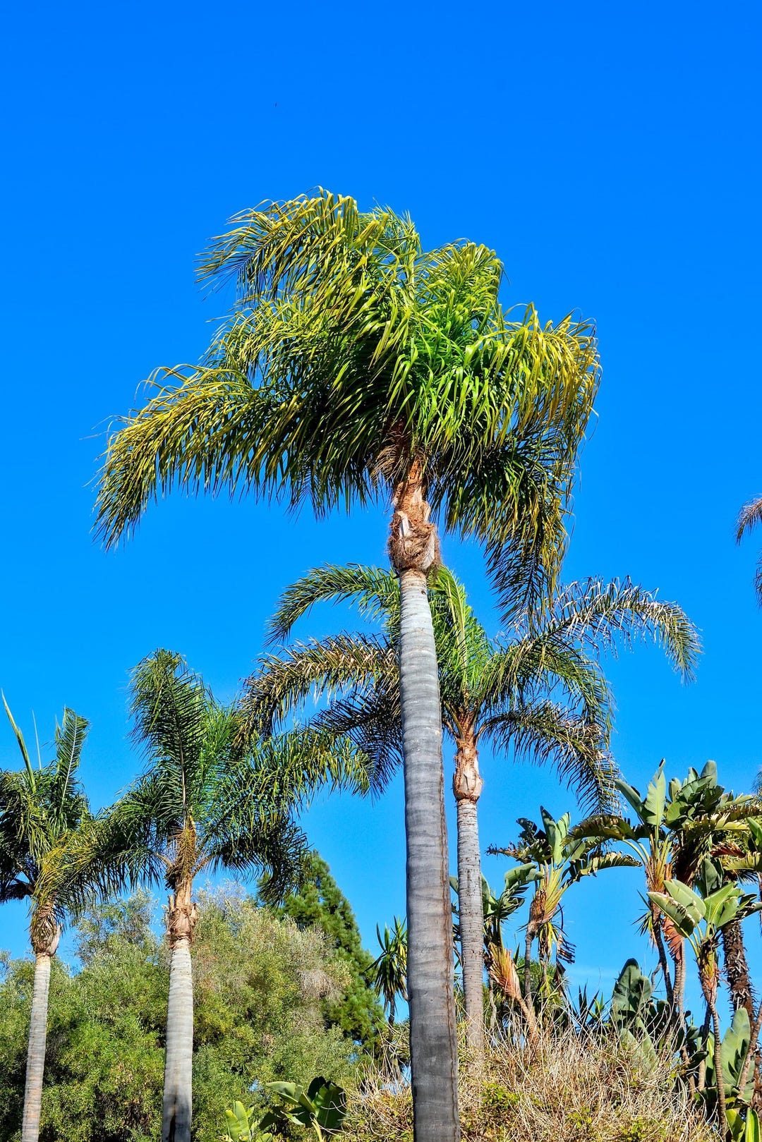 Santa Barbara Palm Trees in the Wind| Santa Barbara Photography| Santa ...