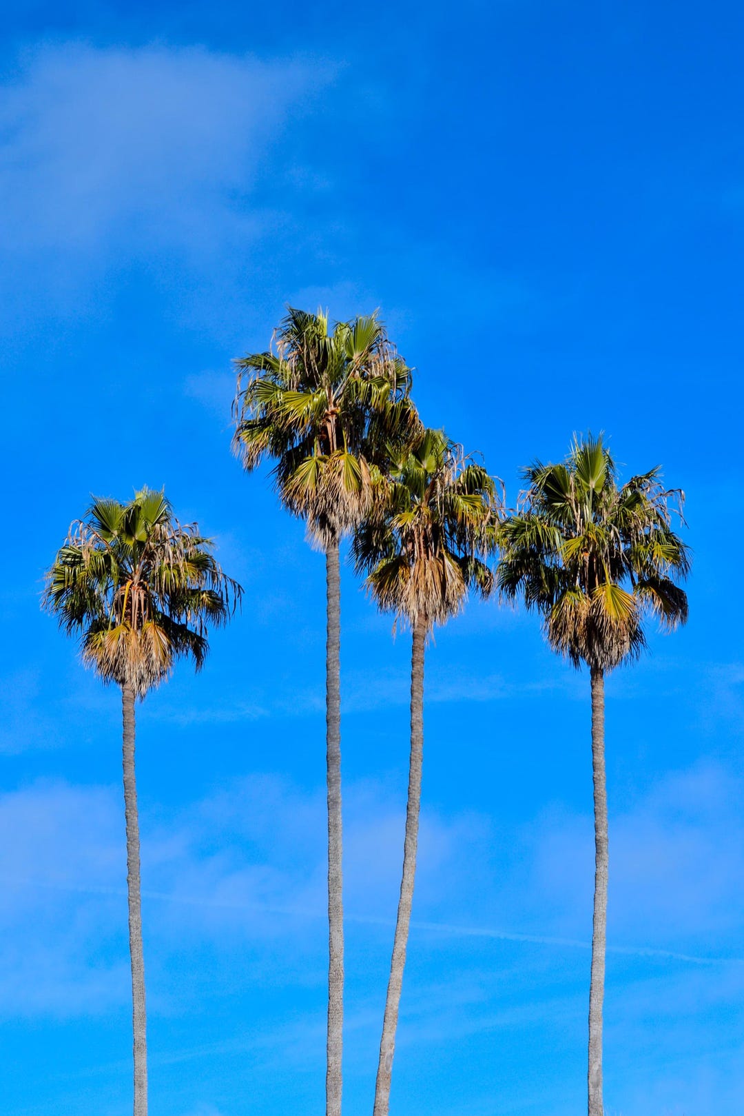 Santa Barbara Palm Trees| Santa Barbara Photography| Santa Barbara ...
