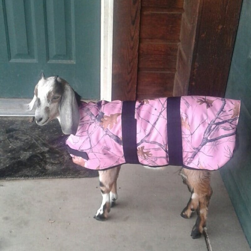 Goat Coat - Etsy