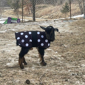 Insulated Goat Coat 18" Topline - Perfect for Pygmies - Etsy