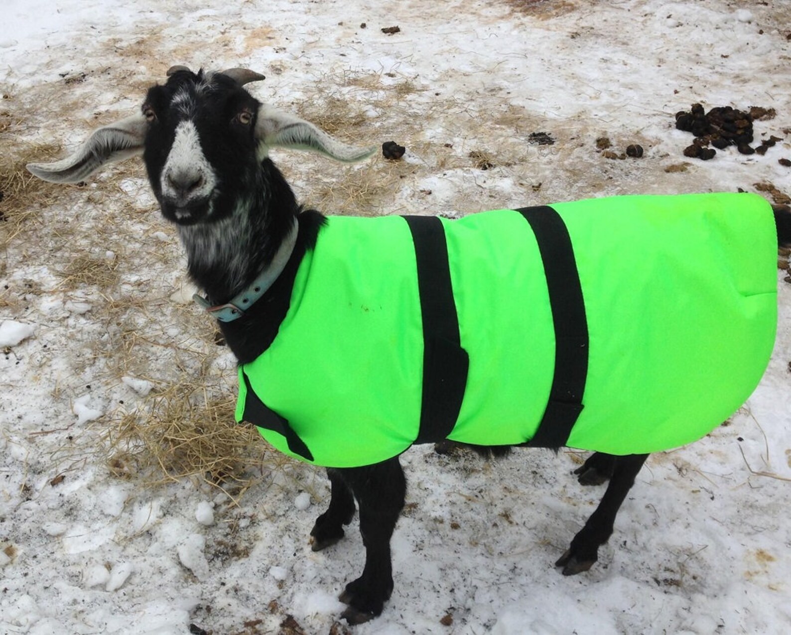 Insulated Goat Coat 24