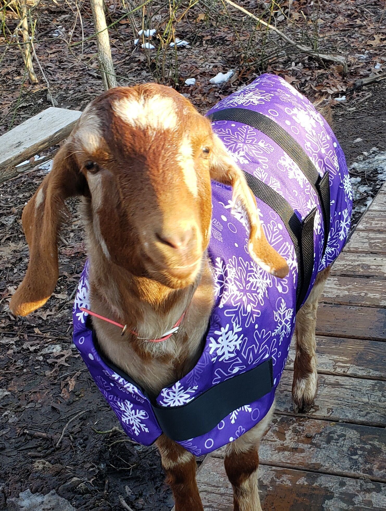 Insulated Goat Coat 26