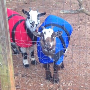 FLEECE Lined Goat Coat 26" Topline - Perfect for Dairy Goats - Etsy