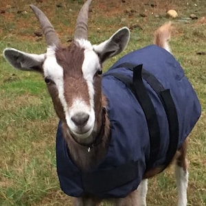 Insulated Goat Coat 24" Topline - Perfect for Pygmies - Etsy