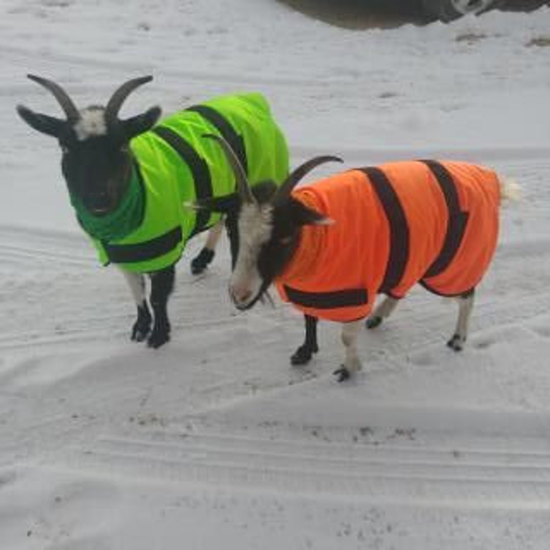 Insulated Goat Coat 24" Topline - Perfect for Pygmies and Nigerian ...