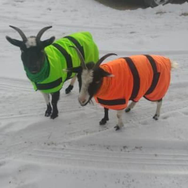 Pygmy Goat Clothing - Etsy
