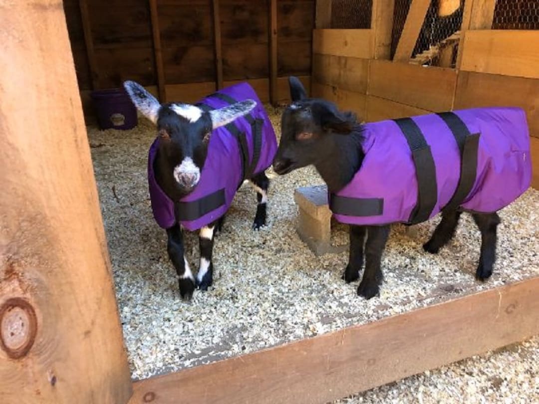 Insulated Goat Coat 24" Topline - Perfect for Pygmies - Etsy