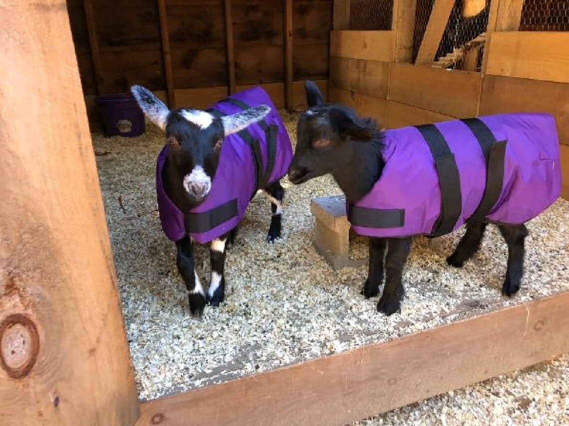 Insulated Goat Coat 24 Topline Perfect for Pygmies - Etsy