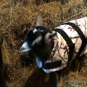 Insulated Goat Coat 24" Topline - Perfect for Pygmies - Etsy