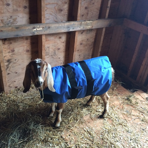 Insulated Goat Coat 24 Topline Perfect for Pygmies - Etsy
