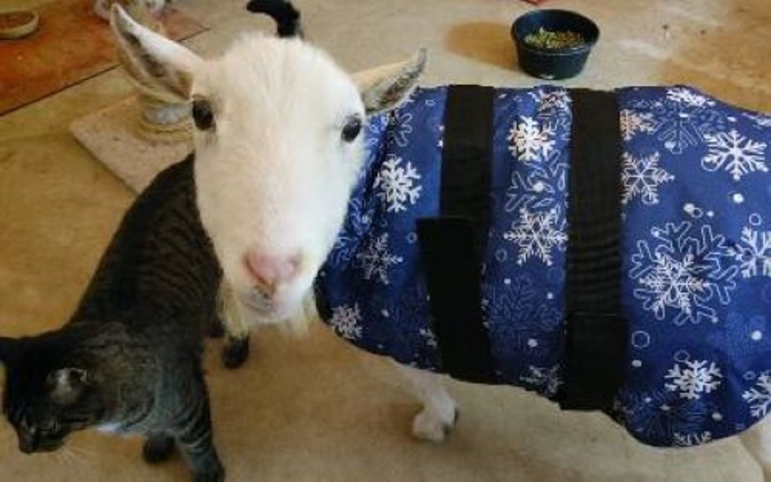 Insulated Goat Coat 26