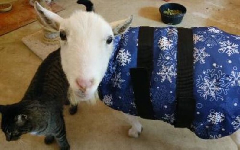 Insulated Goat Coat 24 Topline Perfect for Pygmies - Etsy
