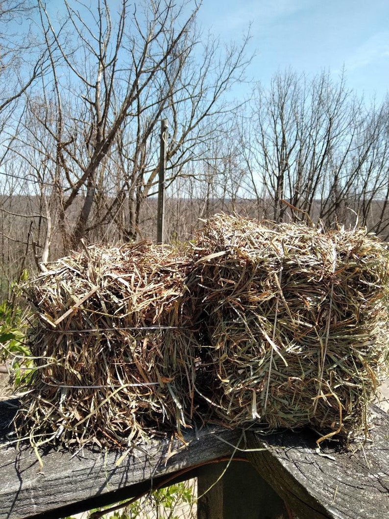 Farm Fresh ORGANIC Grass Hay for Bunnies Hamsters - Etsy