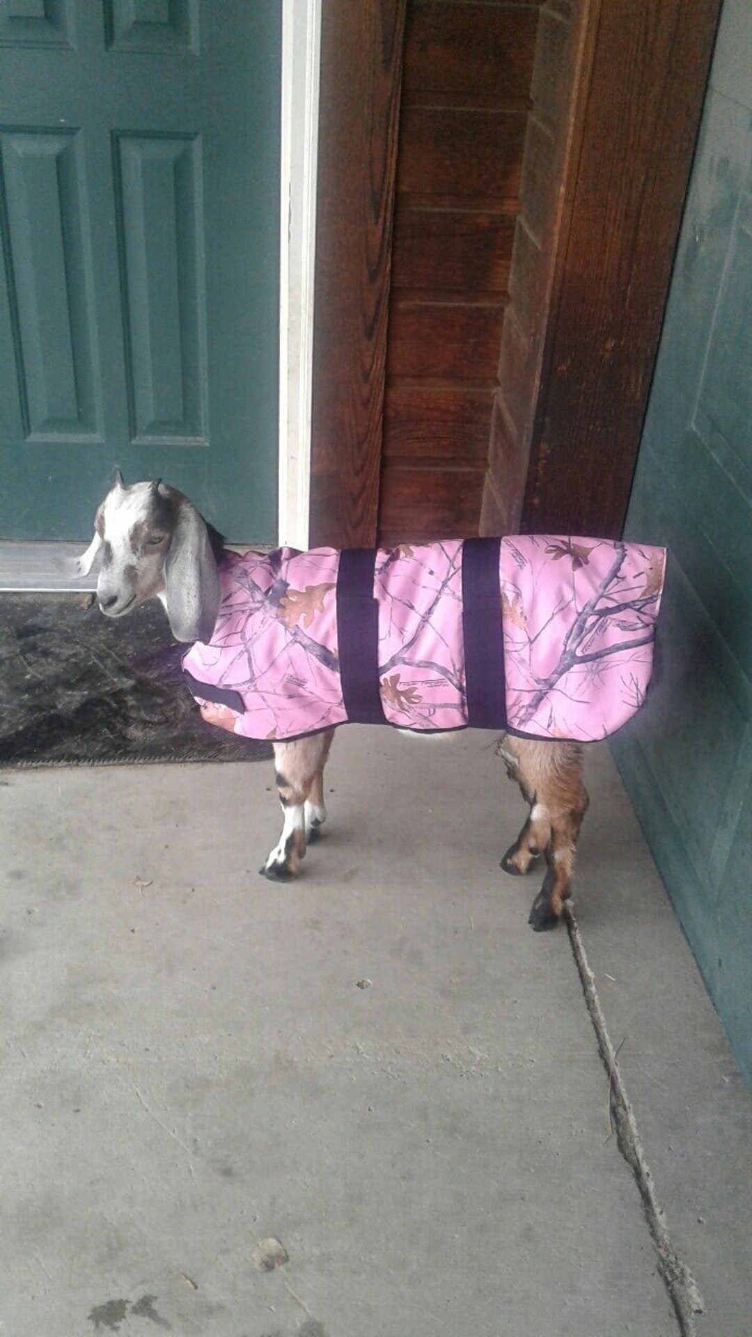 Insulated Goat Coat 24" Topline - Perfect for Pygmies - Etsy