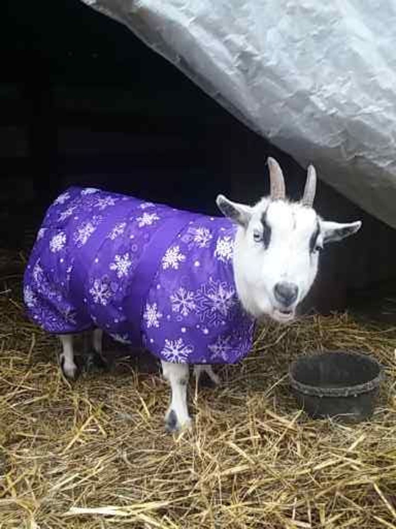 Insulated Goat Coat 24 Topline Perfect for Pygmies - Etsy