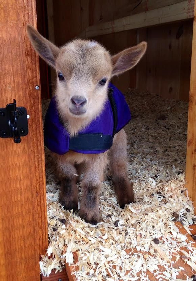 Insulated KID Goat Coat 14 Topline Perfect for - Etsy