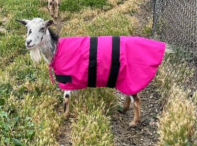 Insulated Goat Coat 24" Topline - Perfect for Pygmies and Nigerian ...