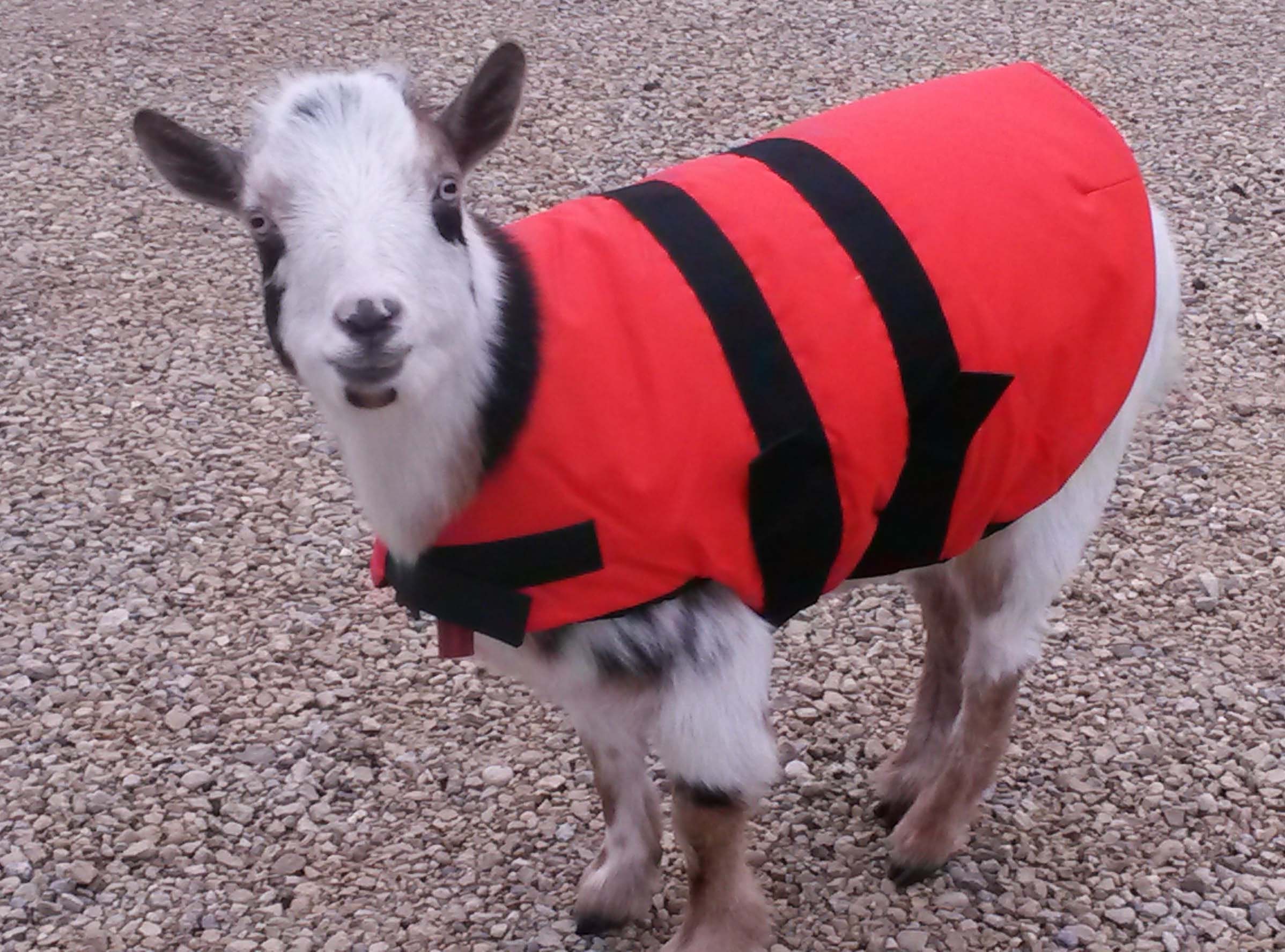 Insulated Goat Coat 24