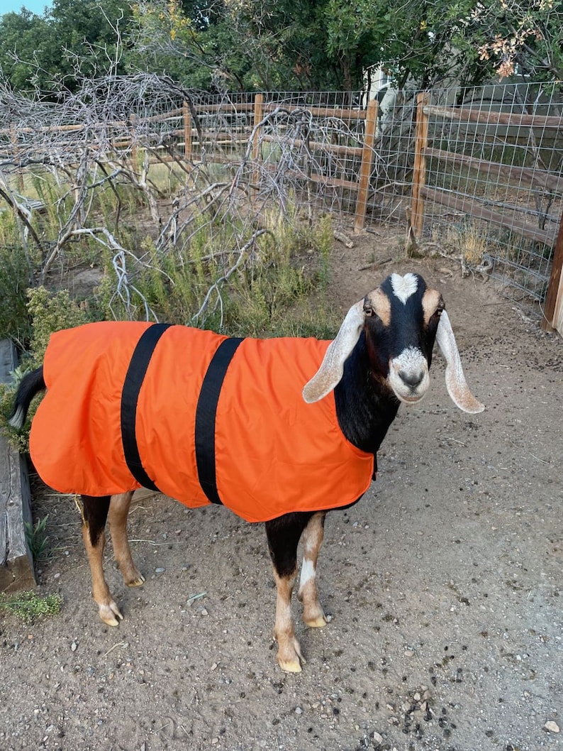 Insulated Goat Coat 24