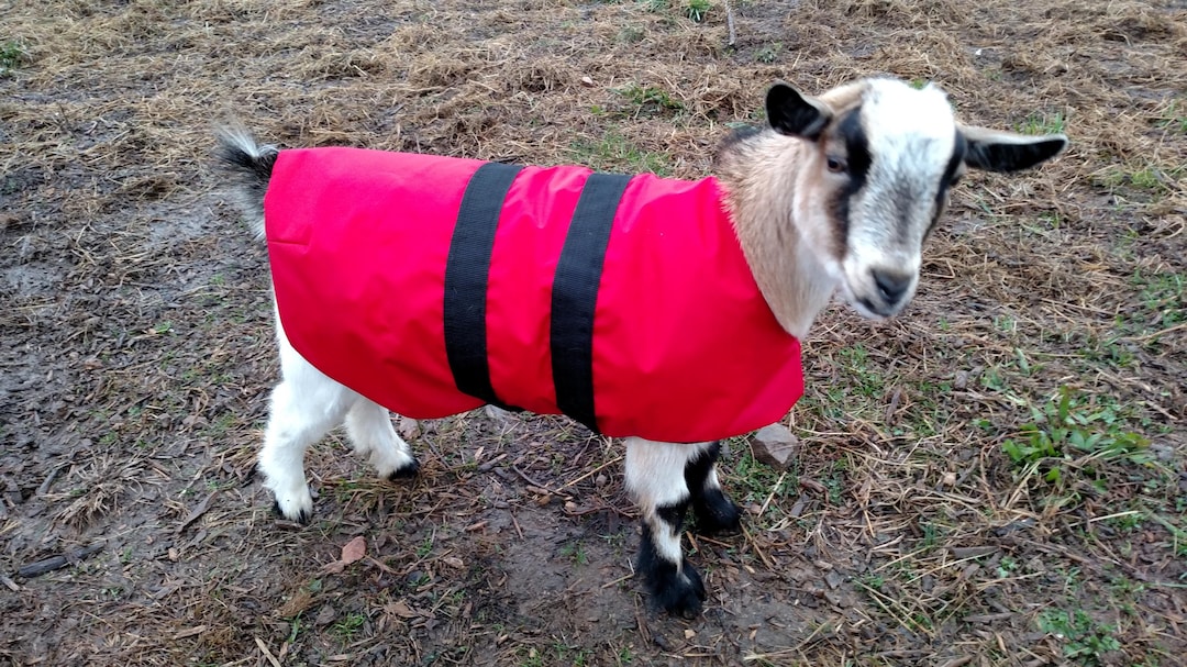 Insulated Goat Coat 22