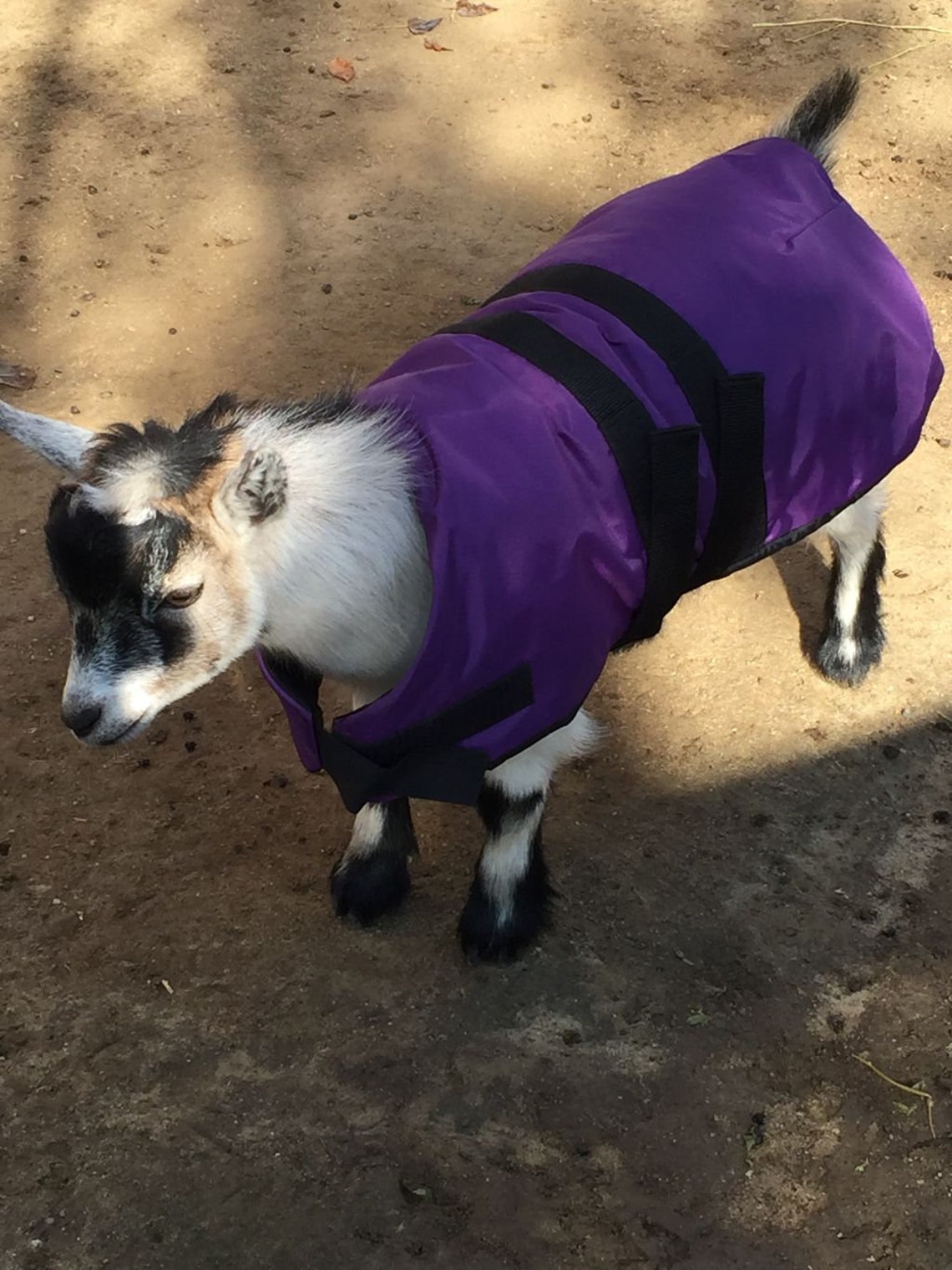 Insulated Goat Coat 24 Topline Perfect for Pygmies - Etsy