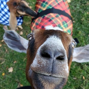 Insulated Goat Coat 24" Topline - Perfect for Pygmies - Etsy