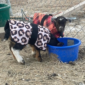 Insulated KID Goat Coat 14" Topline - Perfect for NEWBORNS - Etsy