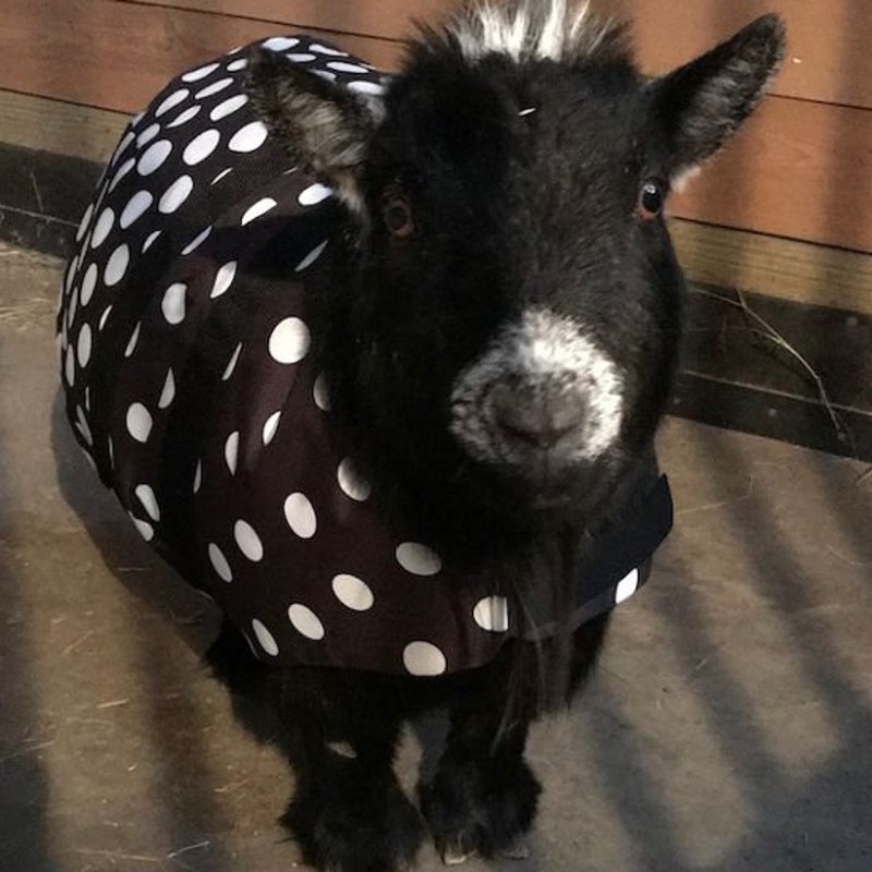 Pygmy Goat Clothing - Etsy