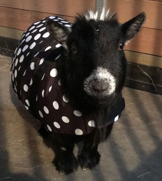 Baby Goats In Clothes