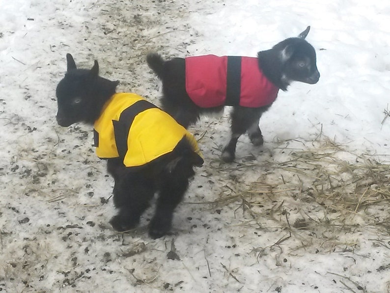 Insulated KID Goat Coat 14" - Perfect for NEWBORNS - Etsy