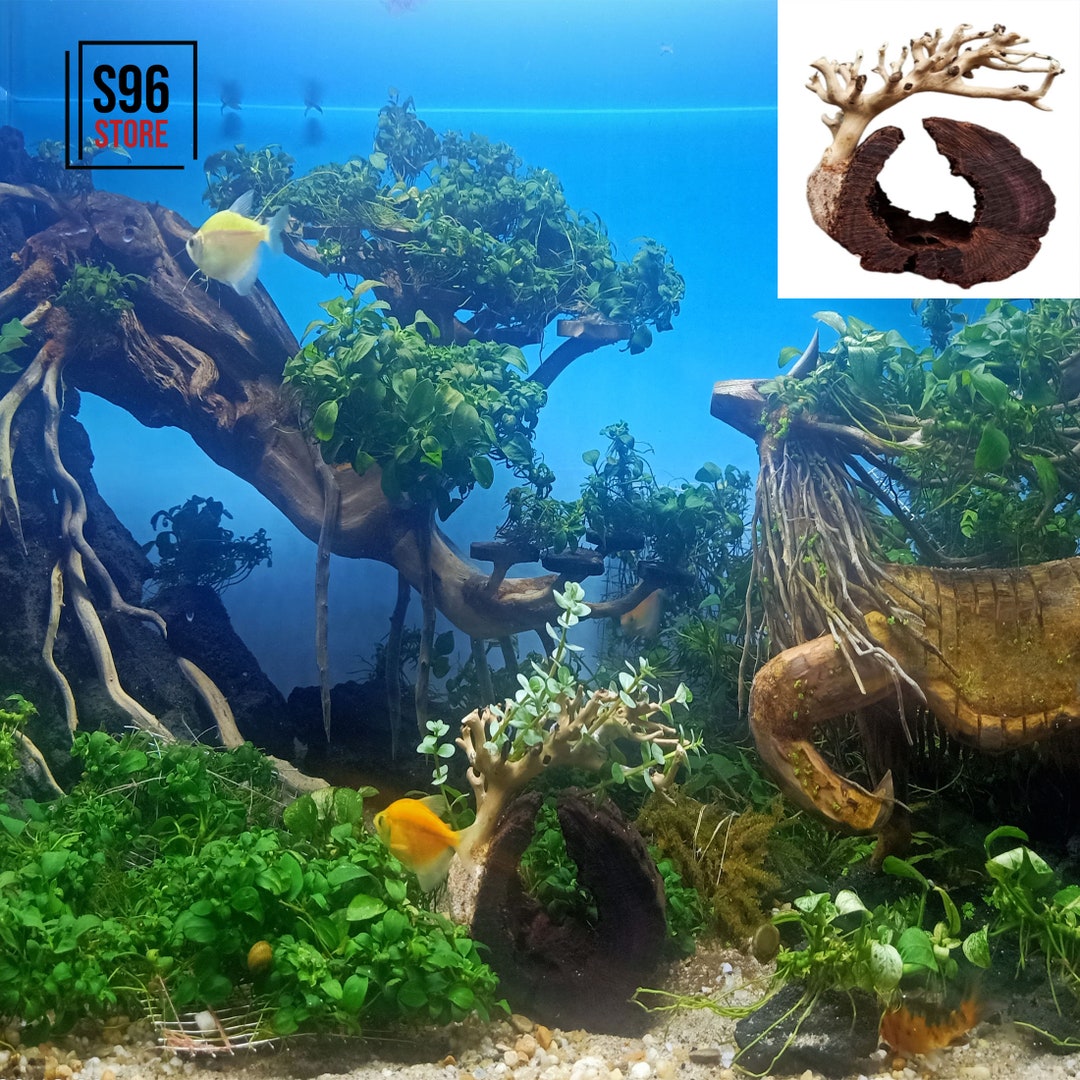 Natural Driftwood Pipesfish Caves Fish Tanks With Driftwood - Etsy