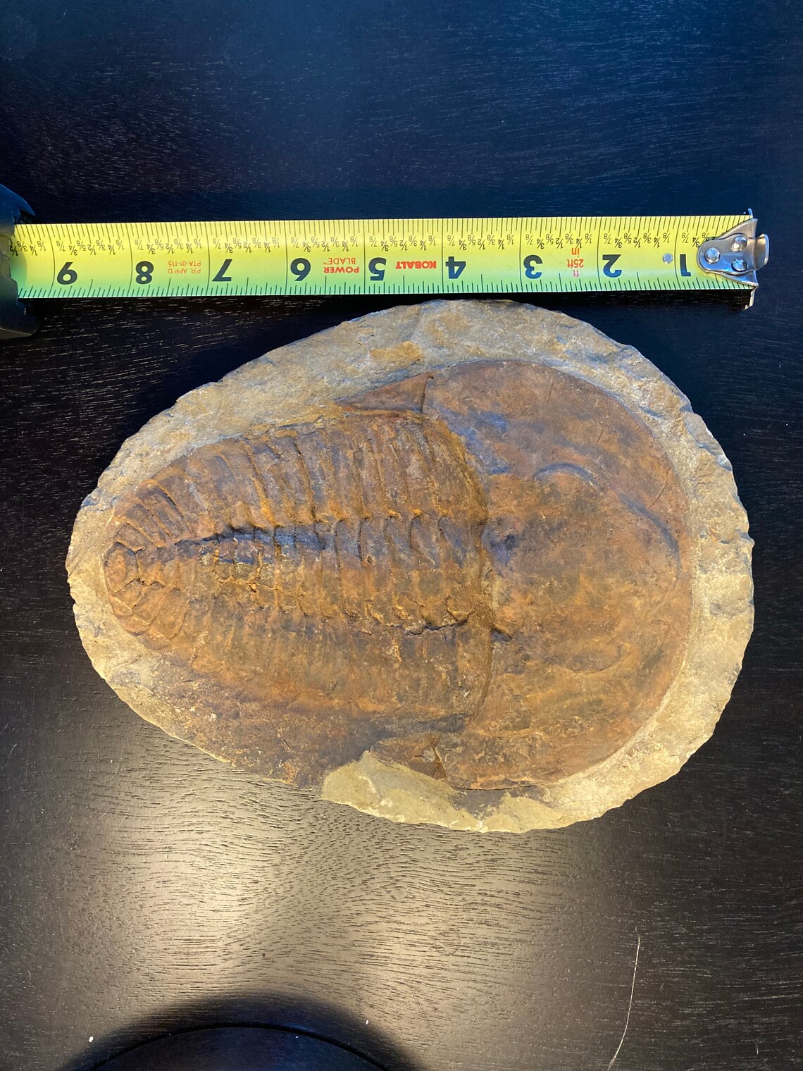Large Trilobite Fossile ( 9" X 7" | 3 Lbs 1 Oz ) - Etsy