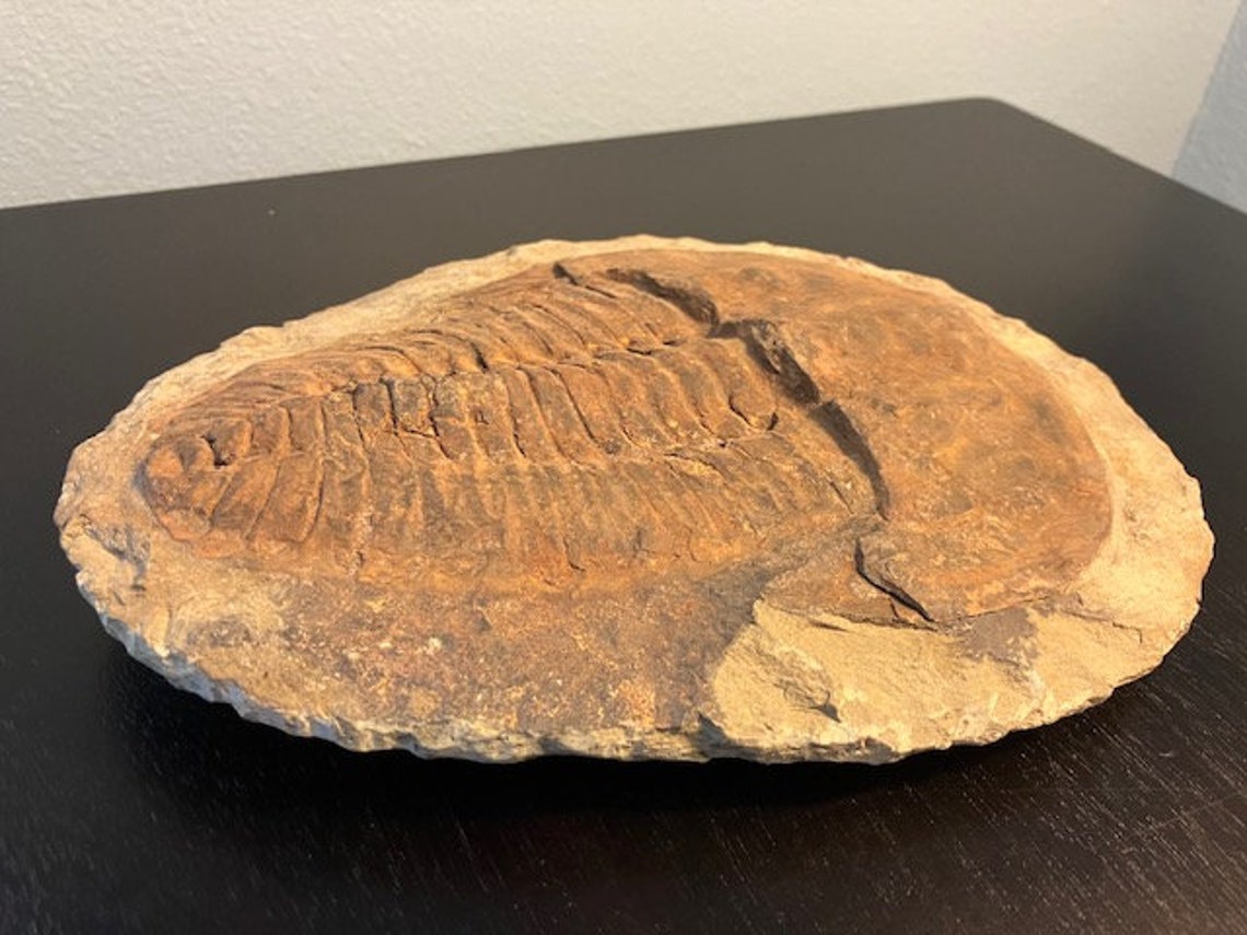 Large Trilobite Fossile ( 9" X 7" | 3 Lbs 1 Oz ) - Etsy