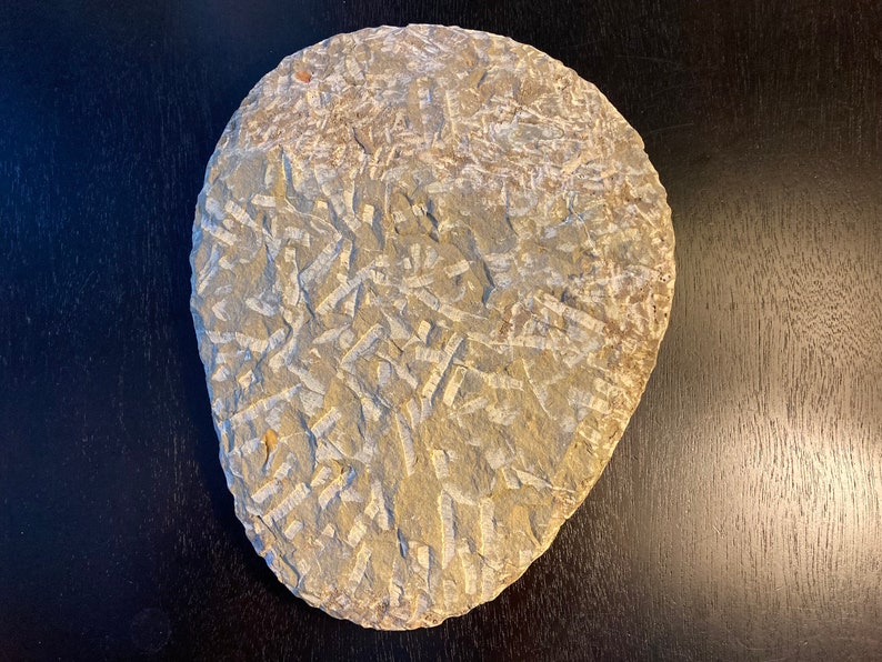 Large Trilobite Fossile ( 9" X 7" | 3 Lbs 1 Oz ) - Etsy