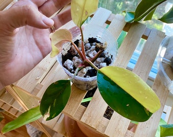 Philodendron Red Congo Variegated - Etsy