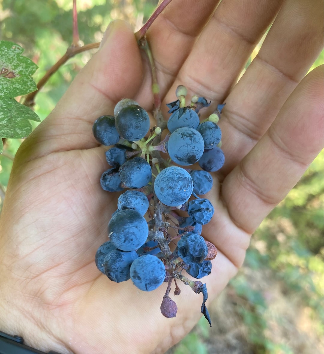 Air Layered California Wild Grape Vitis Californiana Live Plant - Etsy
