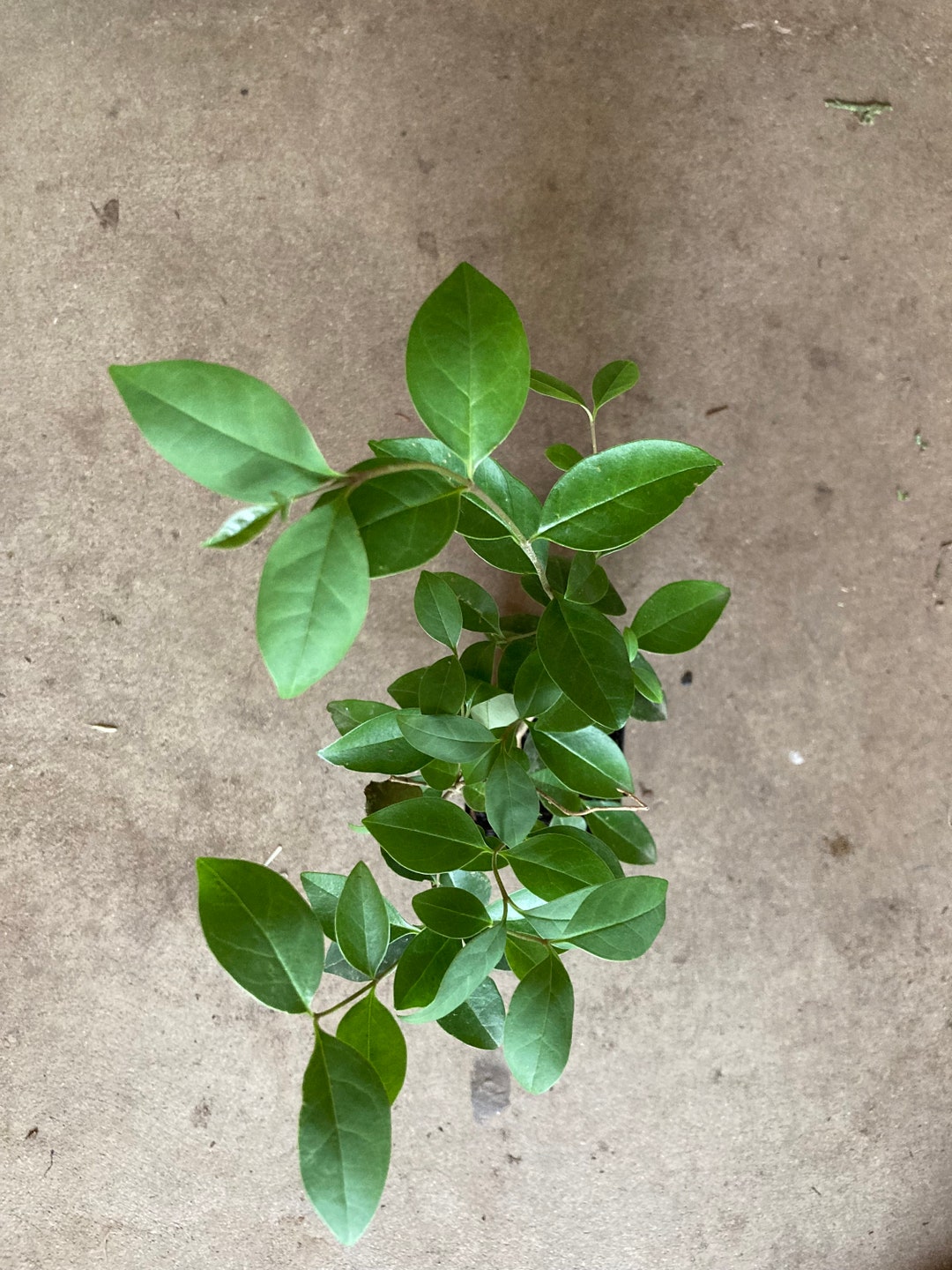 Ligustrum Lucidum, Broad-leaf Privet, Chinese Privet, Glossy Privet ...