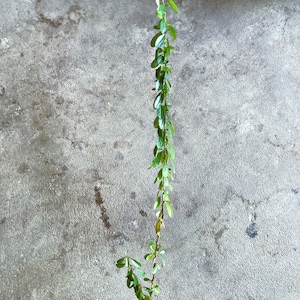 Red Spiny Hackberry Granjeno Tree Live Plant - Etsy