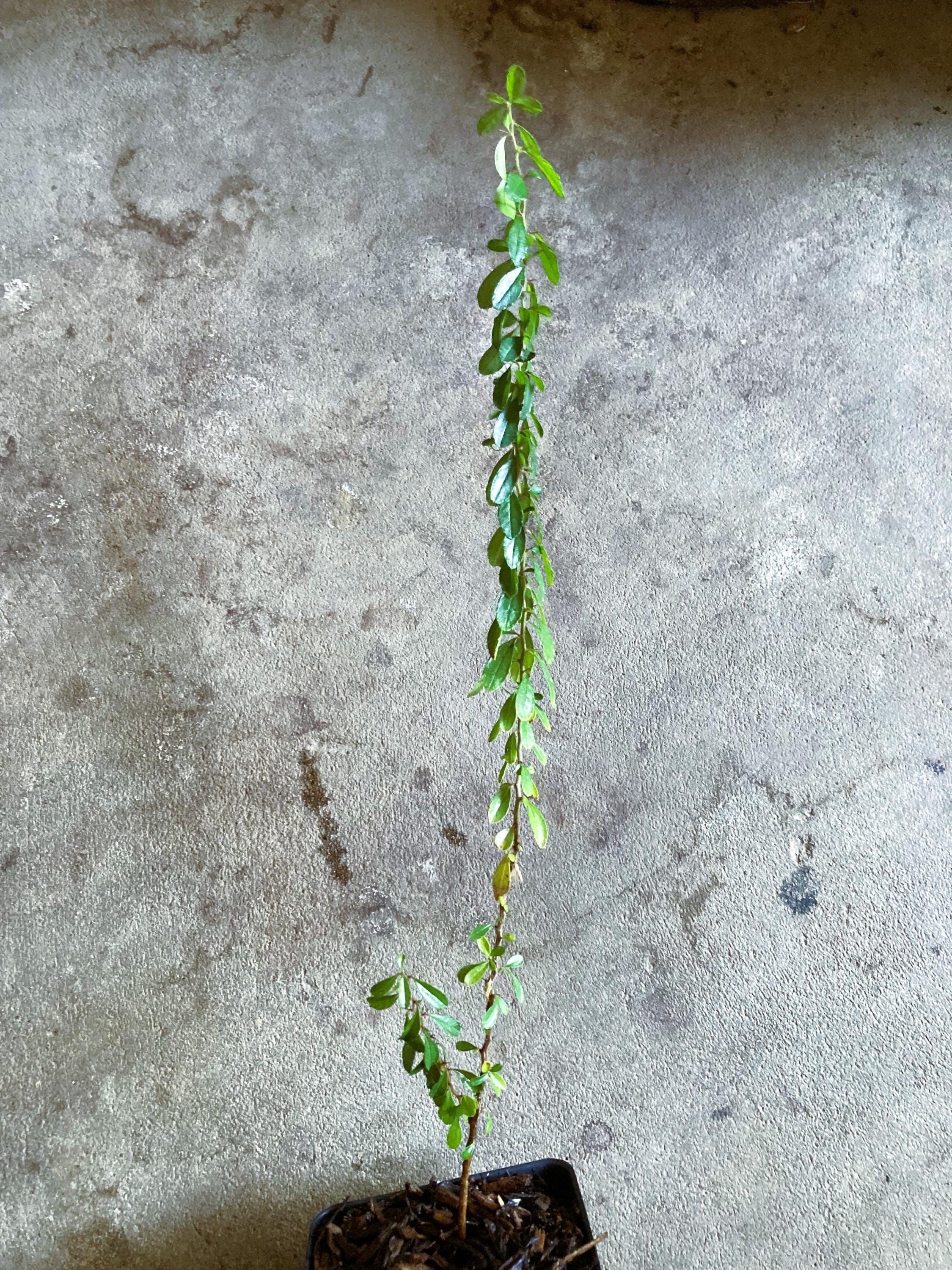 Red Spiny Hackberry Granjeno Tree Live Plant - Etsy