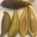 Oganicaly Grown Super Rare Fruiting Cynanchum Talayote Live Starter ...