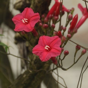Ipomoea Multifida Cardinal Climber Vine Starter Plant - Etsy