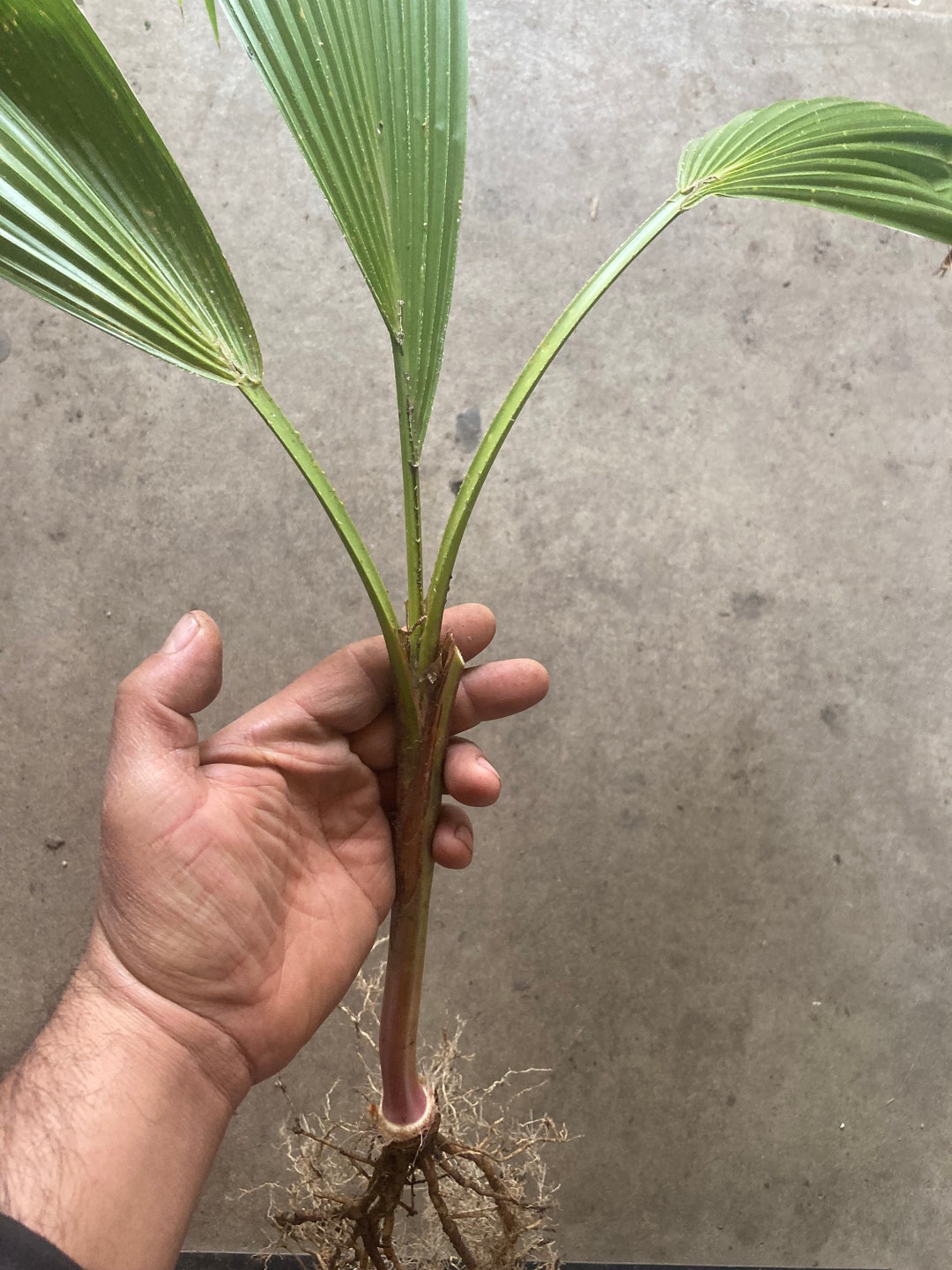 Mexican Fan Palm Tree Seedling Live Plant - Etsy