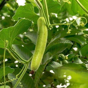 Opo Long Squash India Lauki Long Bottle Gourd Non GMO Open Pollinated ...
