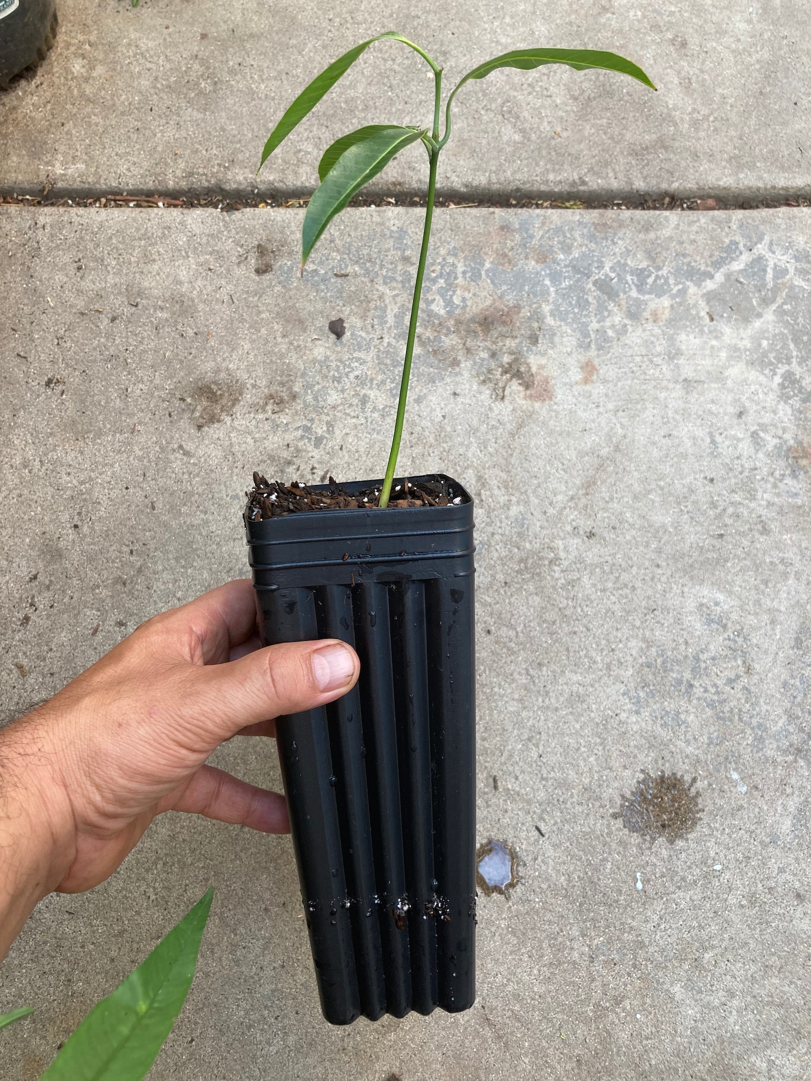Carabao Philippine Mango Seedling Live Plant - Etsy