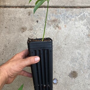 Carabao Philippine Mango Seedling Live Plant - Etsy