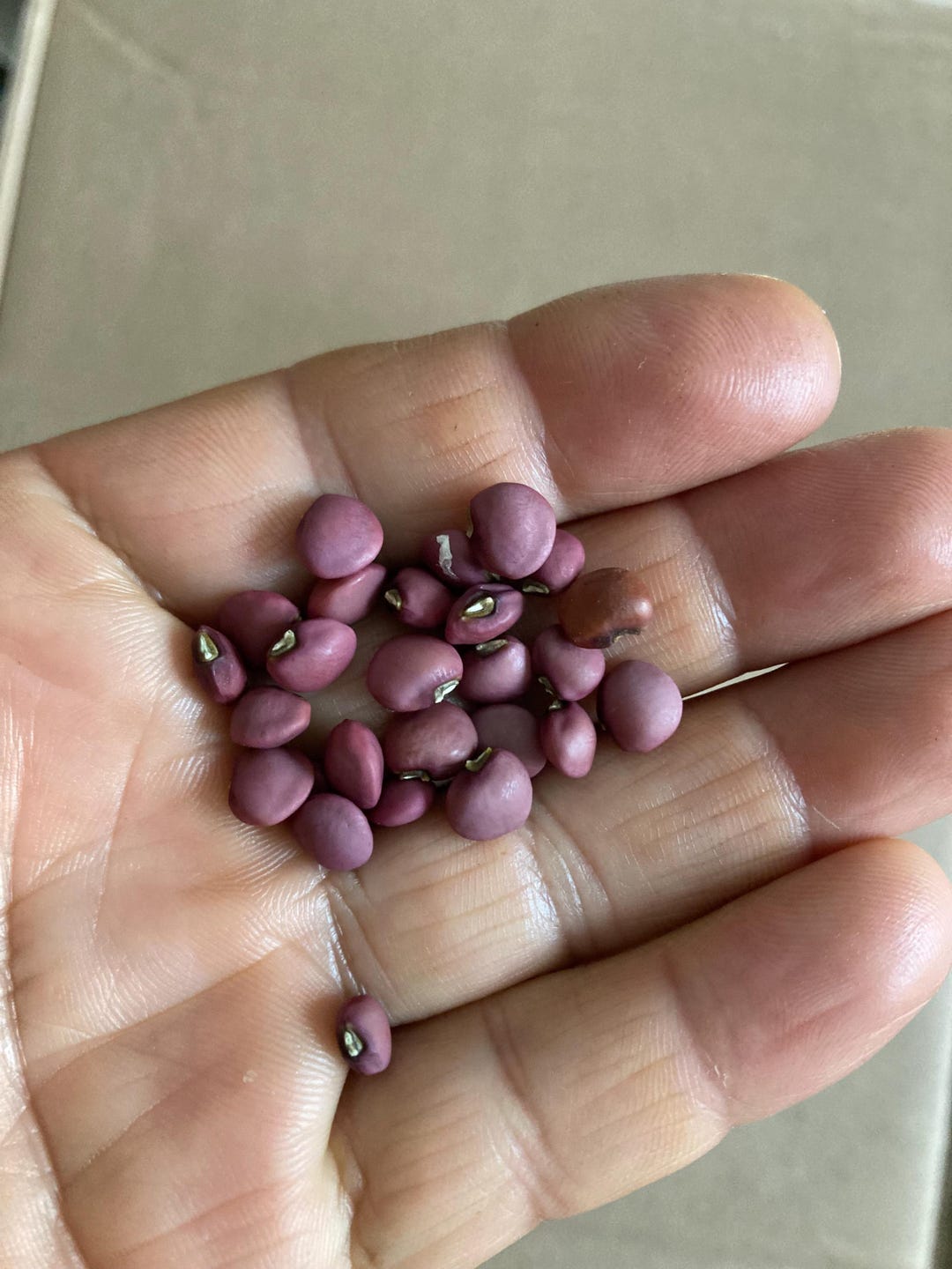 Red Ripper Southern Pea (cowpea) Heat Tolerant, Very Productive 50 Non ...