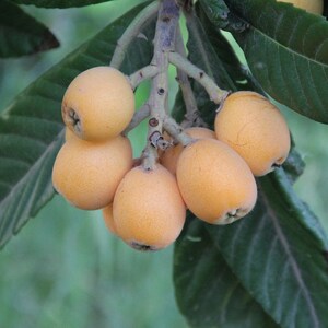 Orange Loquat Tree Sweet Yellow Plum Seedling Live Starter Plant - Etsy